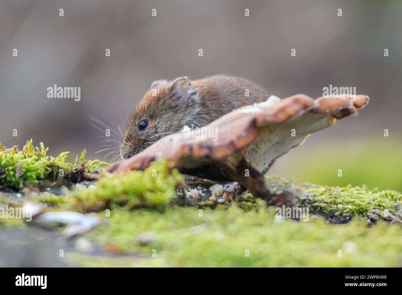 Tree mouse hi-res stock photography and images - Alamy