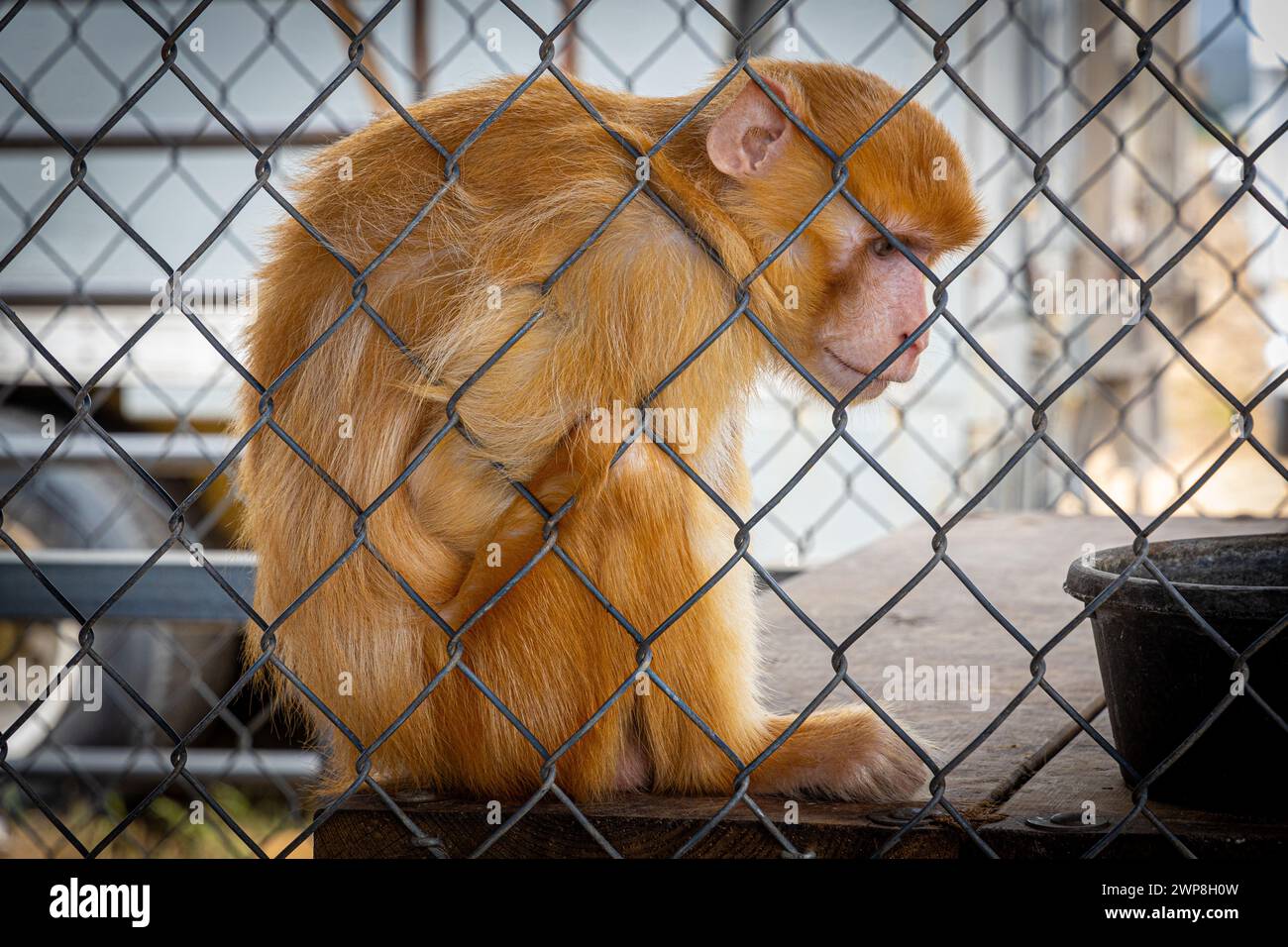 An orange monkey inside a cage Stock Photo - Alamy
