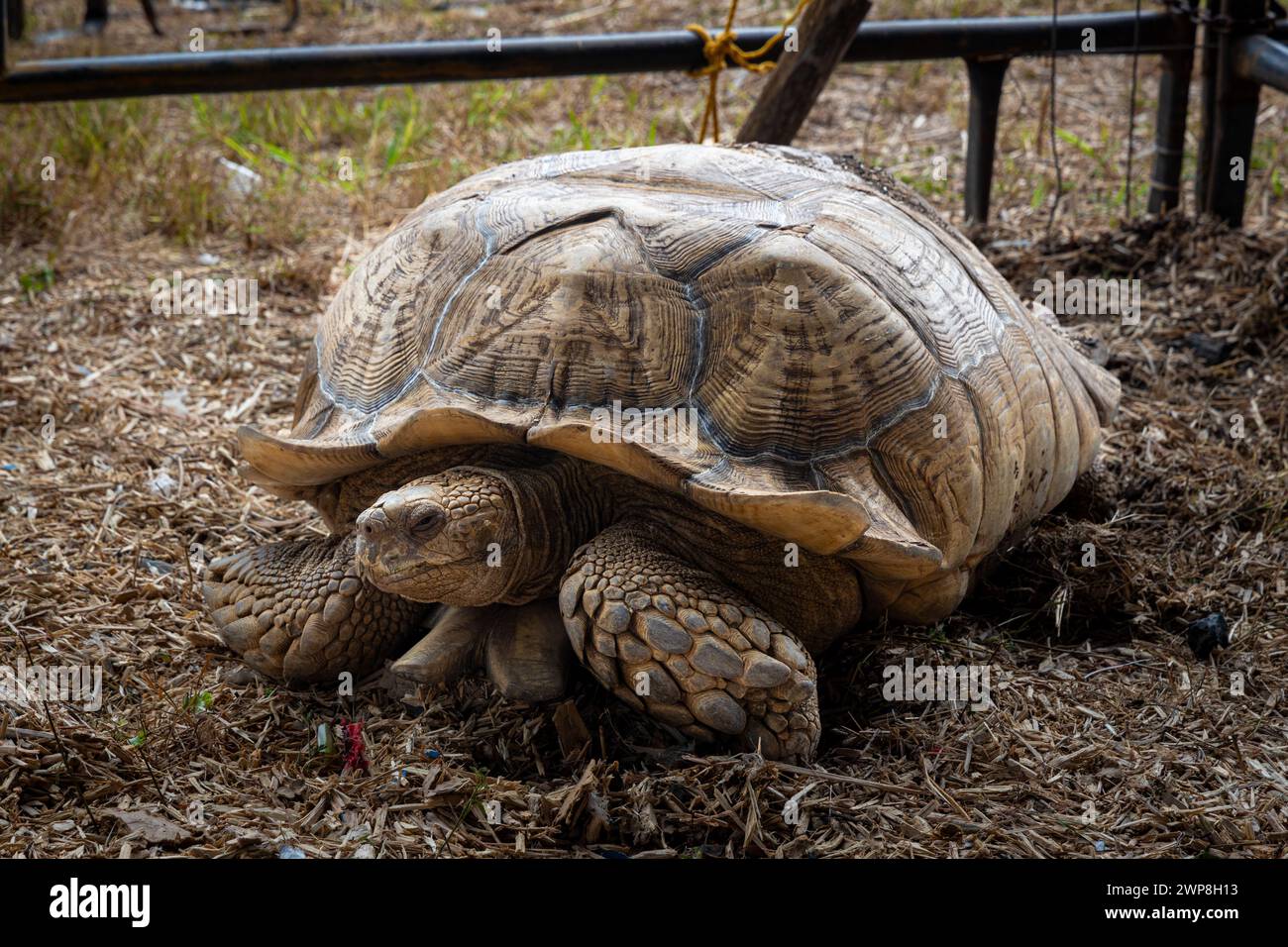 Slow moving turtle hi-res stock photography and images - Alamy