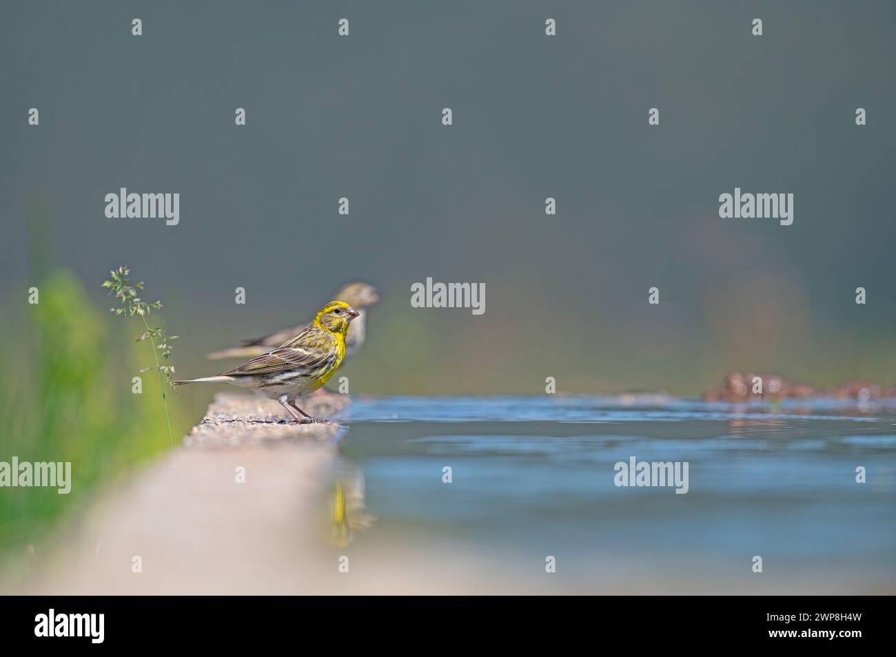 Small yellow-coloured passerine bird. European Serin (Serinus serinus ...