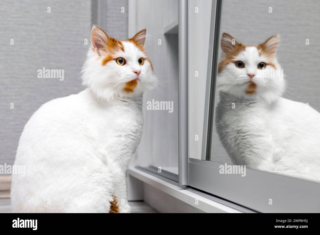 white cat with red spots sits near the mirror. cat in front of the ...