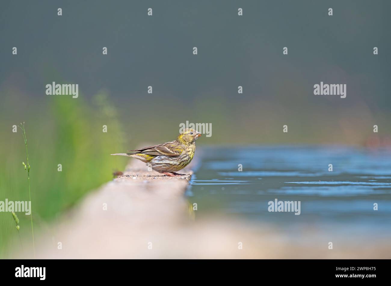 Small yellow-coloured passerine bird. European Serin (Serinus serinus ...