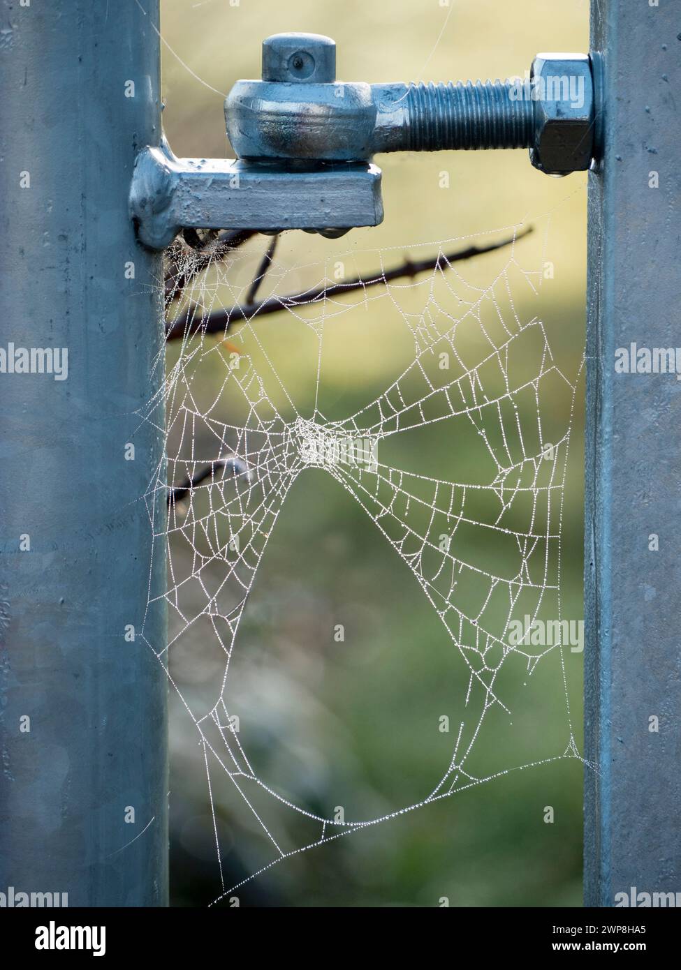 Spider webs on a farm gate in Abingdon, winter sunrise. Why are they so ...