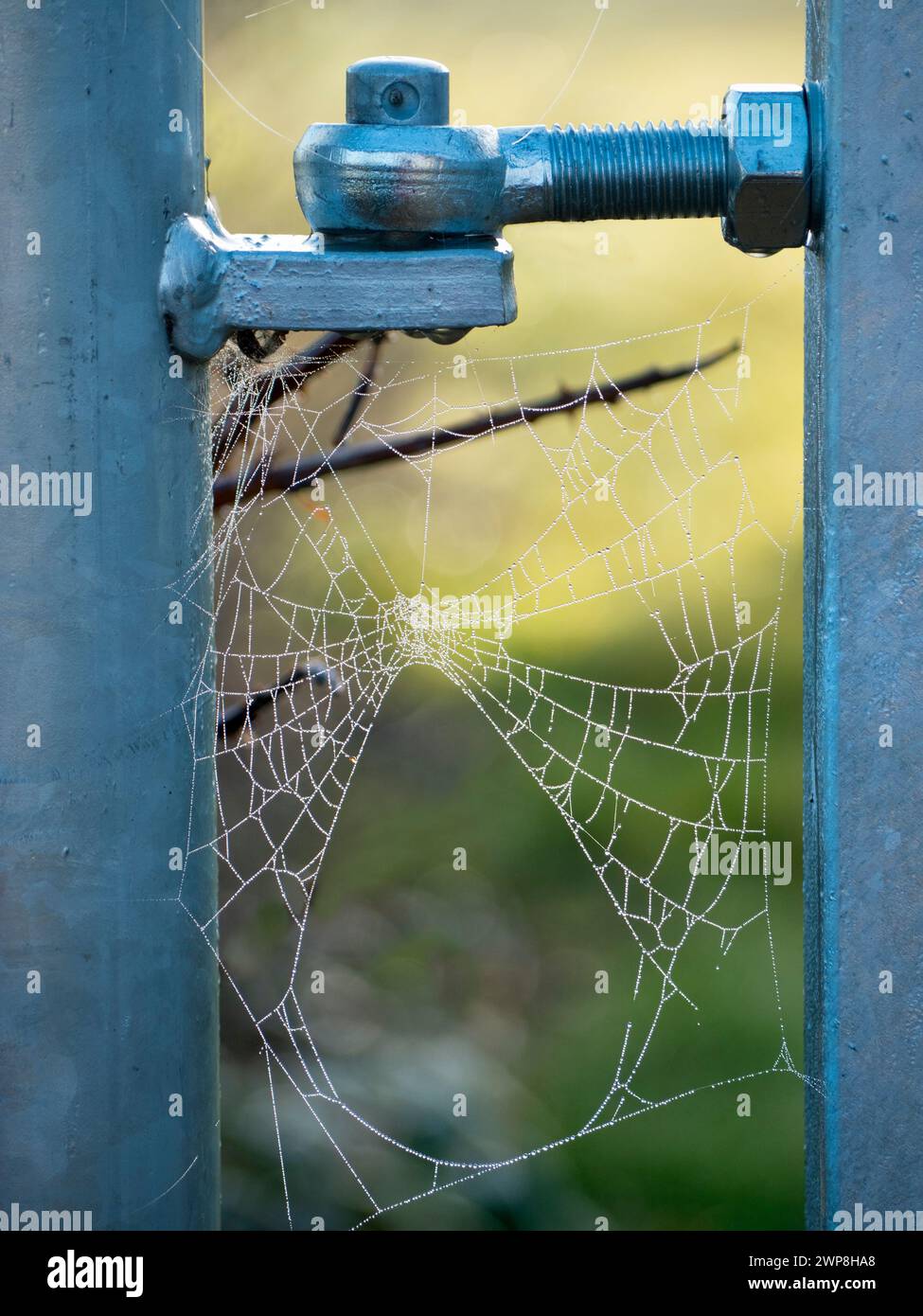 Spider webs on a farm gate in Abingdon, winter sunrise. Why are they so ...