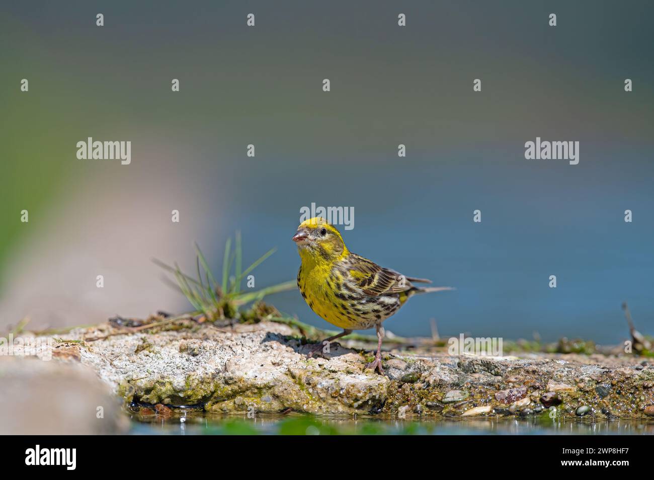 Small yellow-coloured passerine bird. European Serin (Serinus serinus ...
