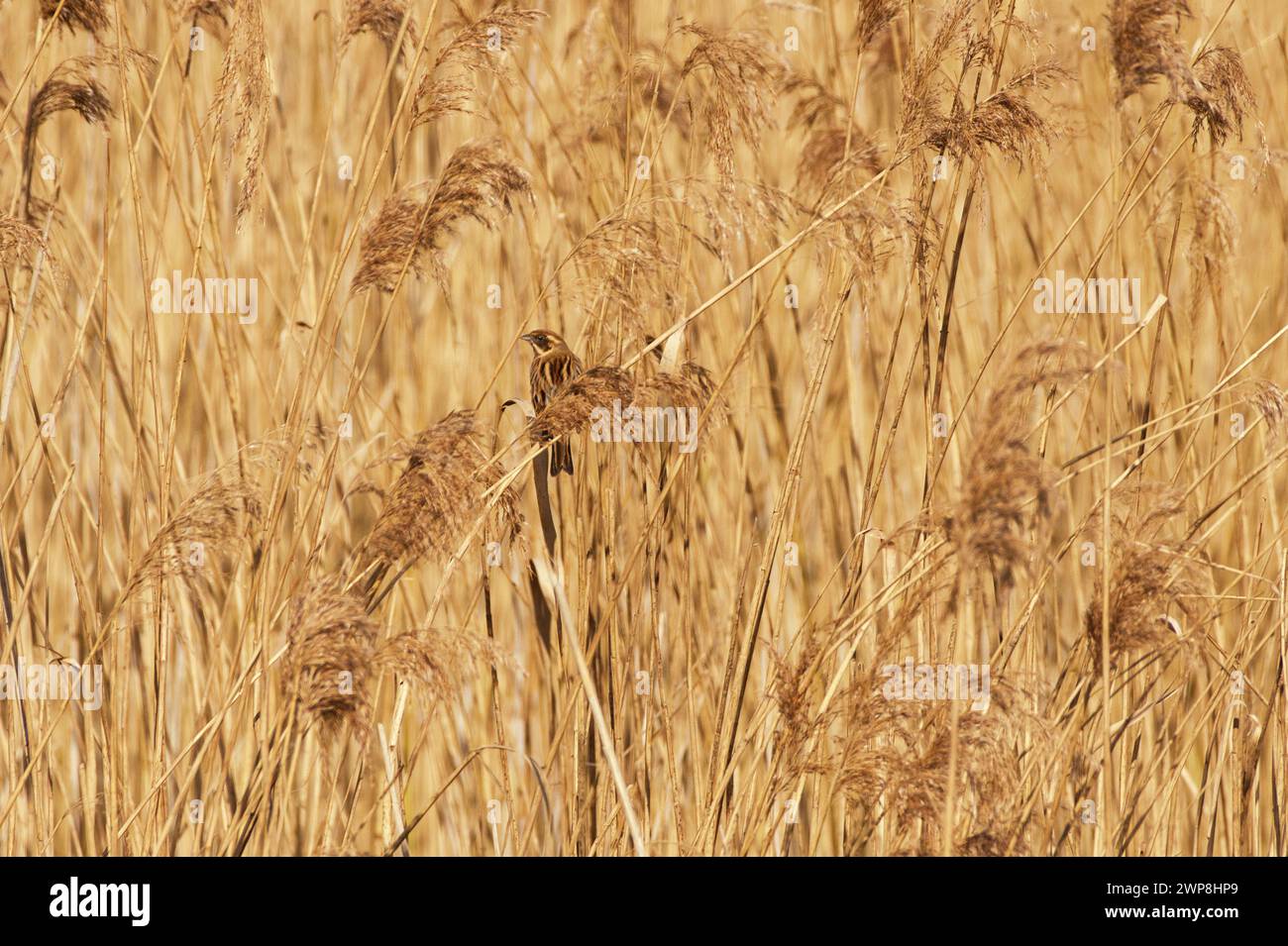 Podlife hi-res stock photography and images - Alamy