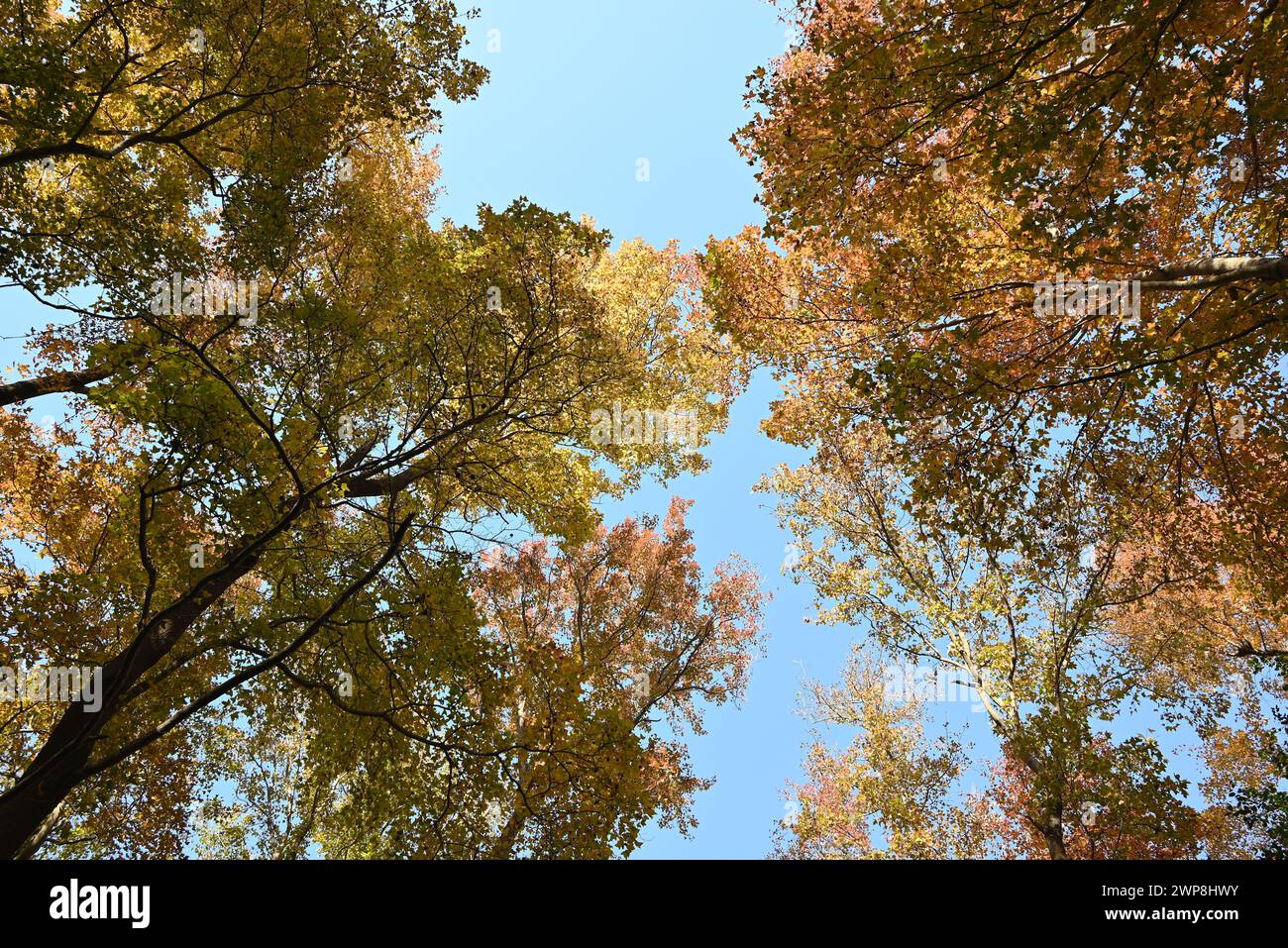 Blue leaf tress hi-res stock photography and images - Alamy
