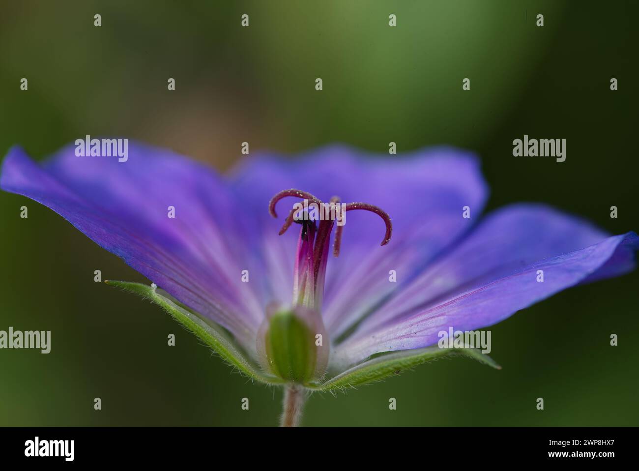 side view of purple geranium rozanne showing stamen and petals Stock ...