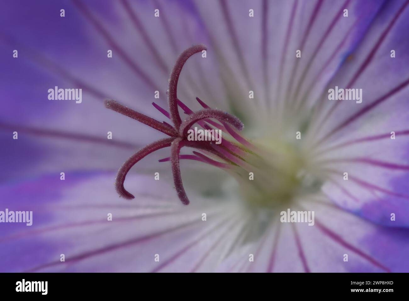 close up view of purple geranium rozanne showing stamen and petals ...