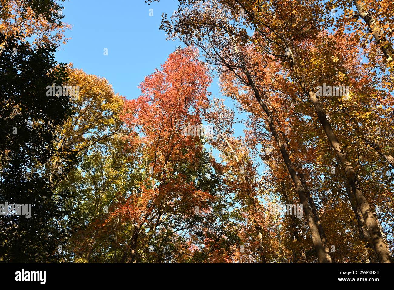 Colorful leaves tress in hi-res stock photography and images - Alamy