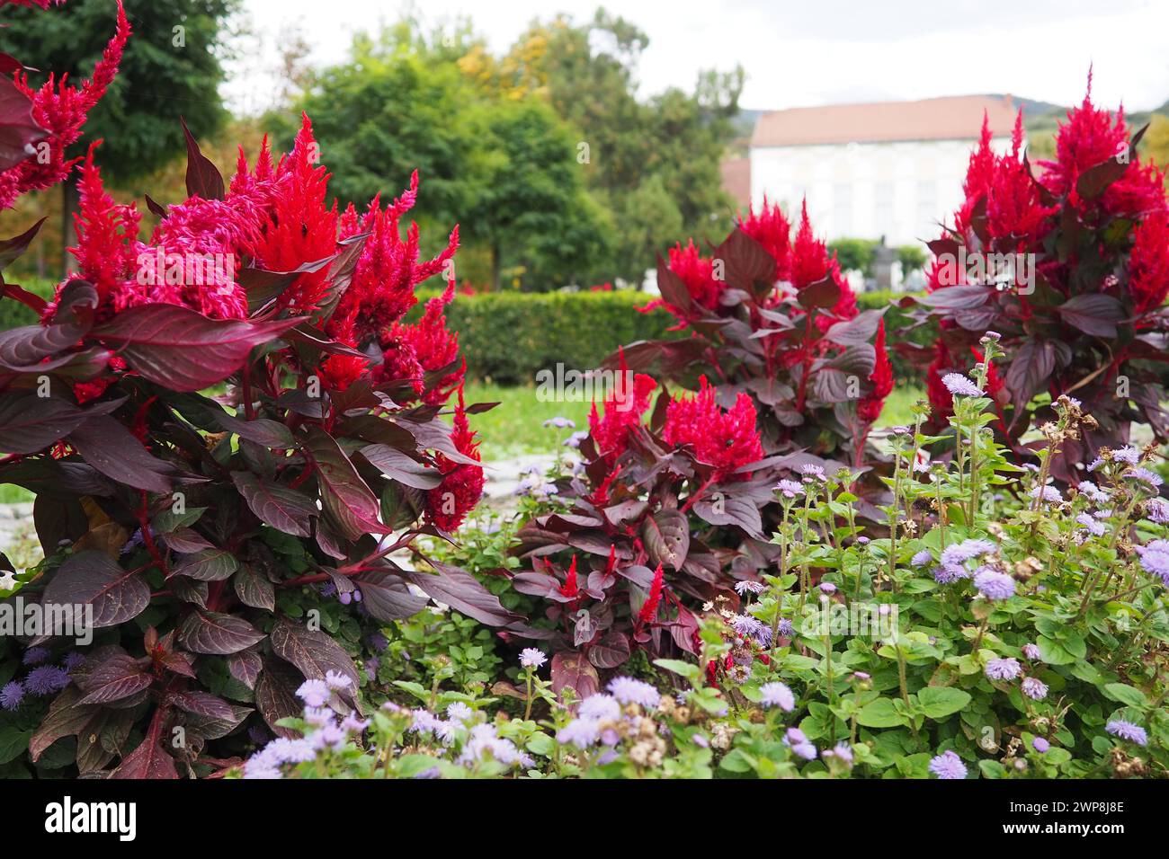 Celosia plant, cellosia is a genus of the Amaranth family or Marev ...