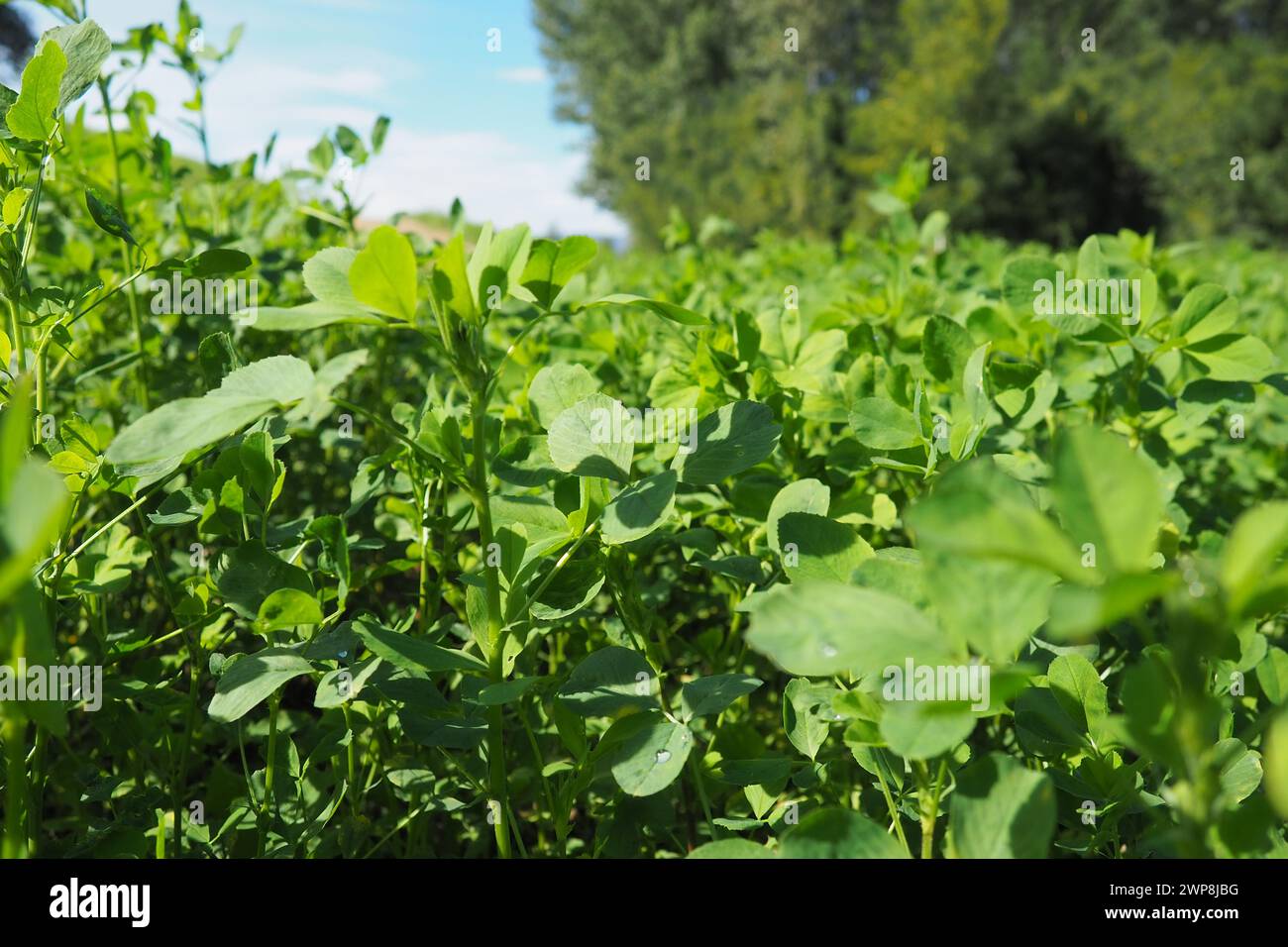 Field with green clover. Organized planting of clover. Clover Trifolium ...