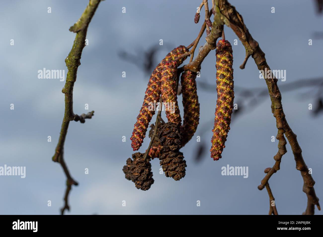 Small branch of black alder Alnus glutinosa with male catkins and ...