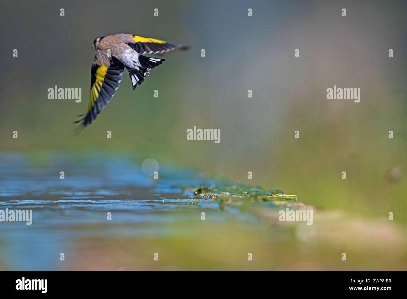 Gold finches flying hi-res stock photography and images - Alamy