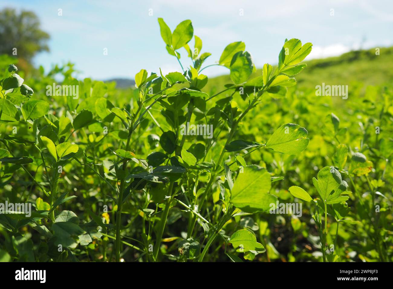 Field with green clover. Organized planting of clover. Clover Trifolium ...