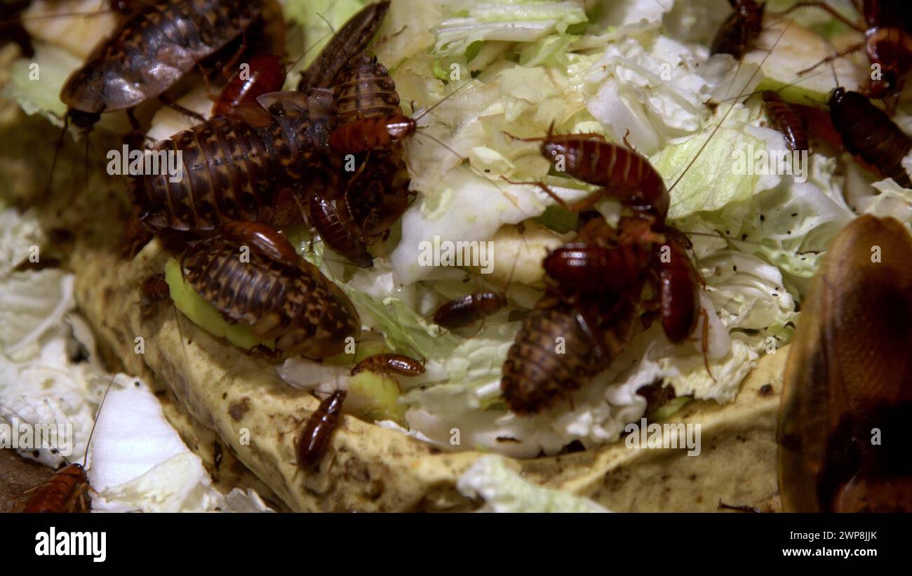 A group of cockroaches of different species big and small eat food ...