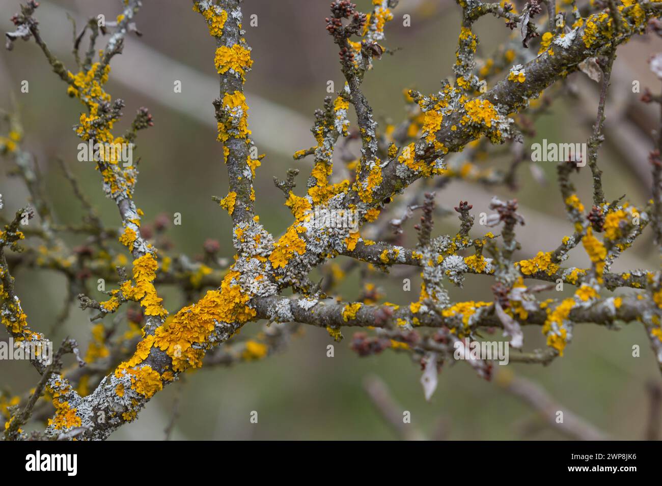 Xanthoria parietina common orange lichen, yellow scale, maritime ...