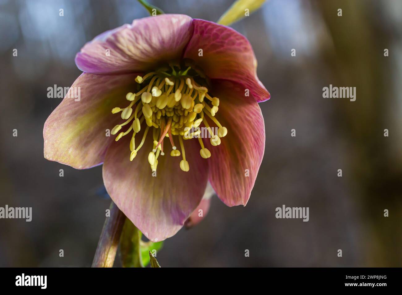 Early spring forest blooms hellebores, Helleborus purpurascens. Purple ...