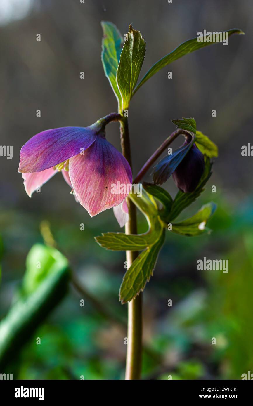 Early spring forest blooms hellebores, Helleborus purpurascens. Purple ...