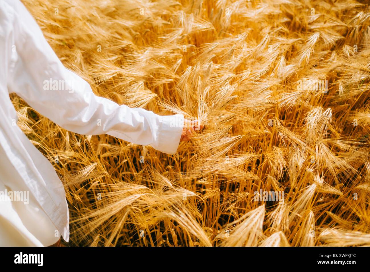 Farmer walked through field of wheat, checking wheat crop. Wheat ...