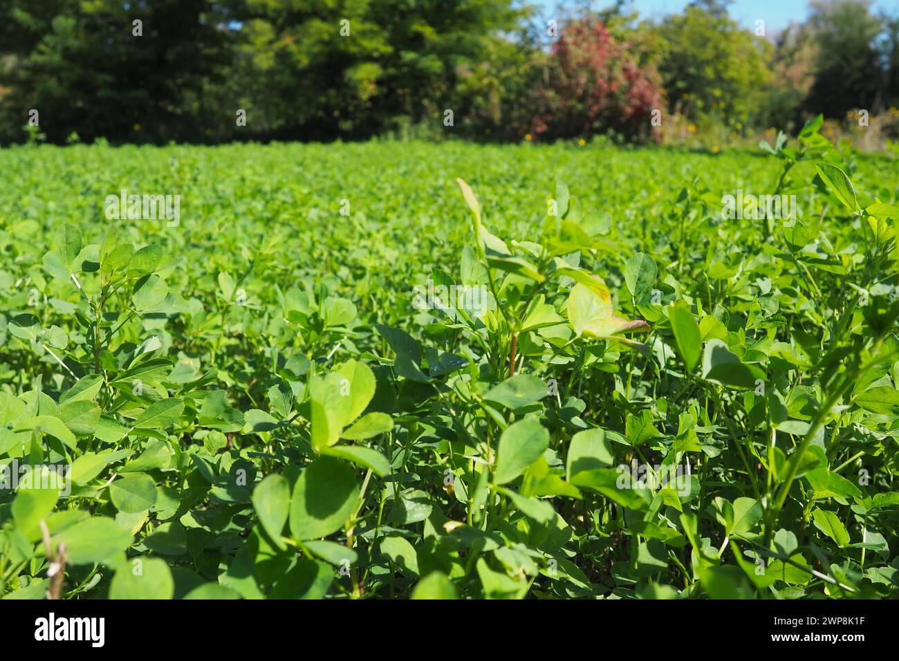 Field with green clover. Organized planting of clover. Clover Trifolium ...