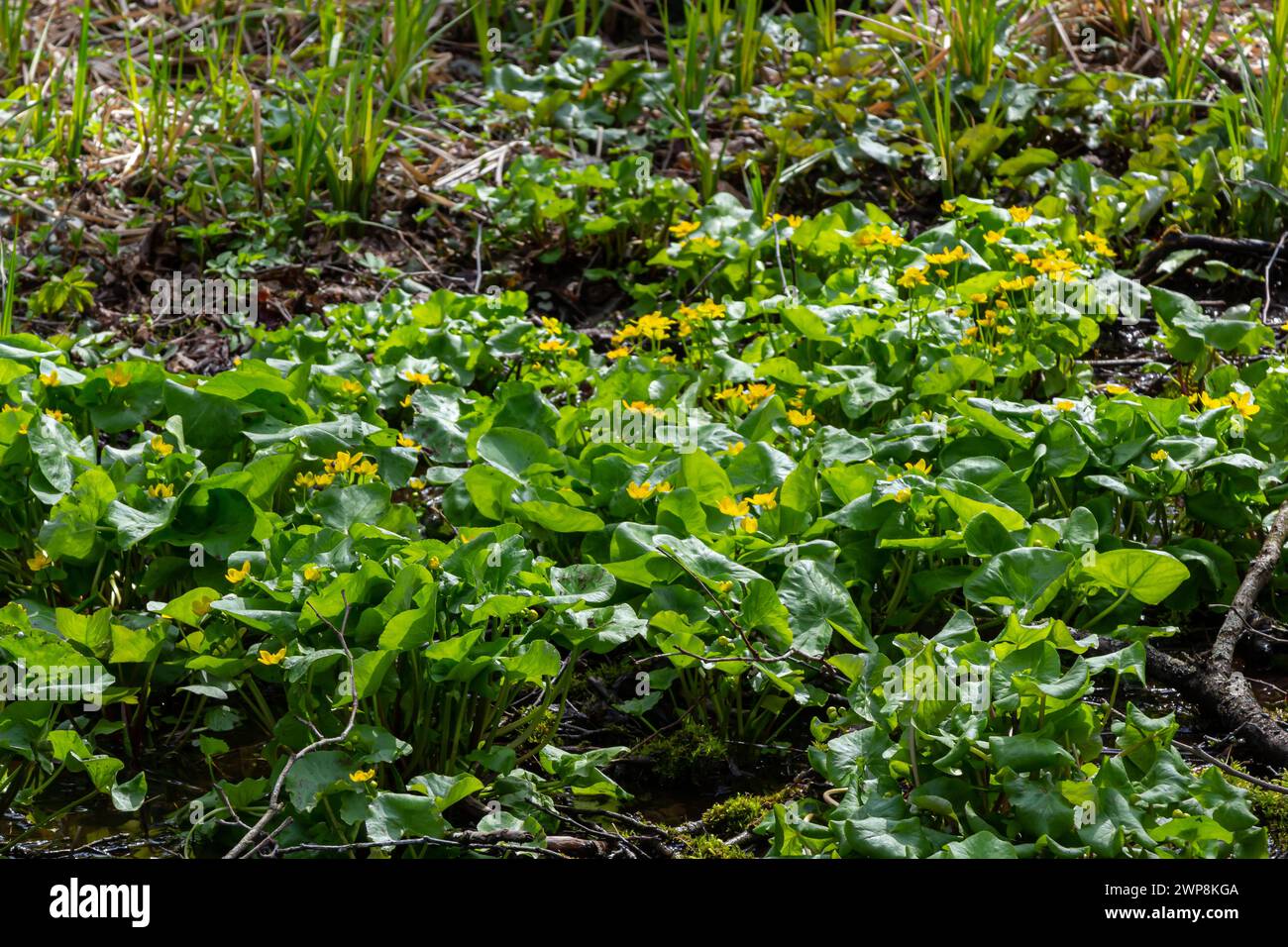 In spring, caltha palustris grows in the moist alder forest. Early ...