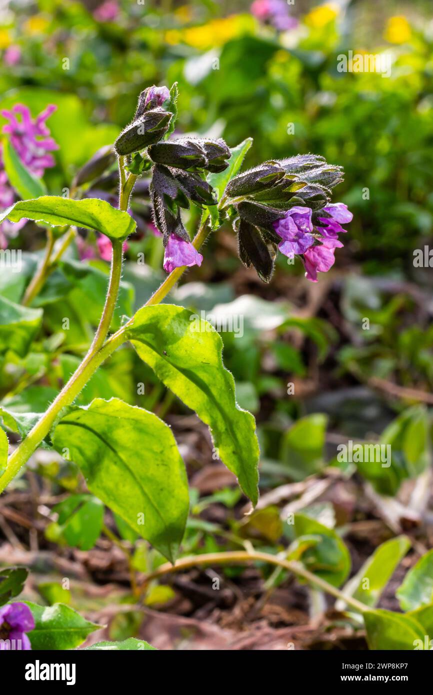 Pulmonaria, lungwort flowers of different shades of violet in one ...