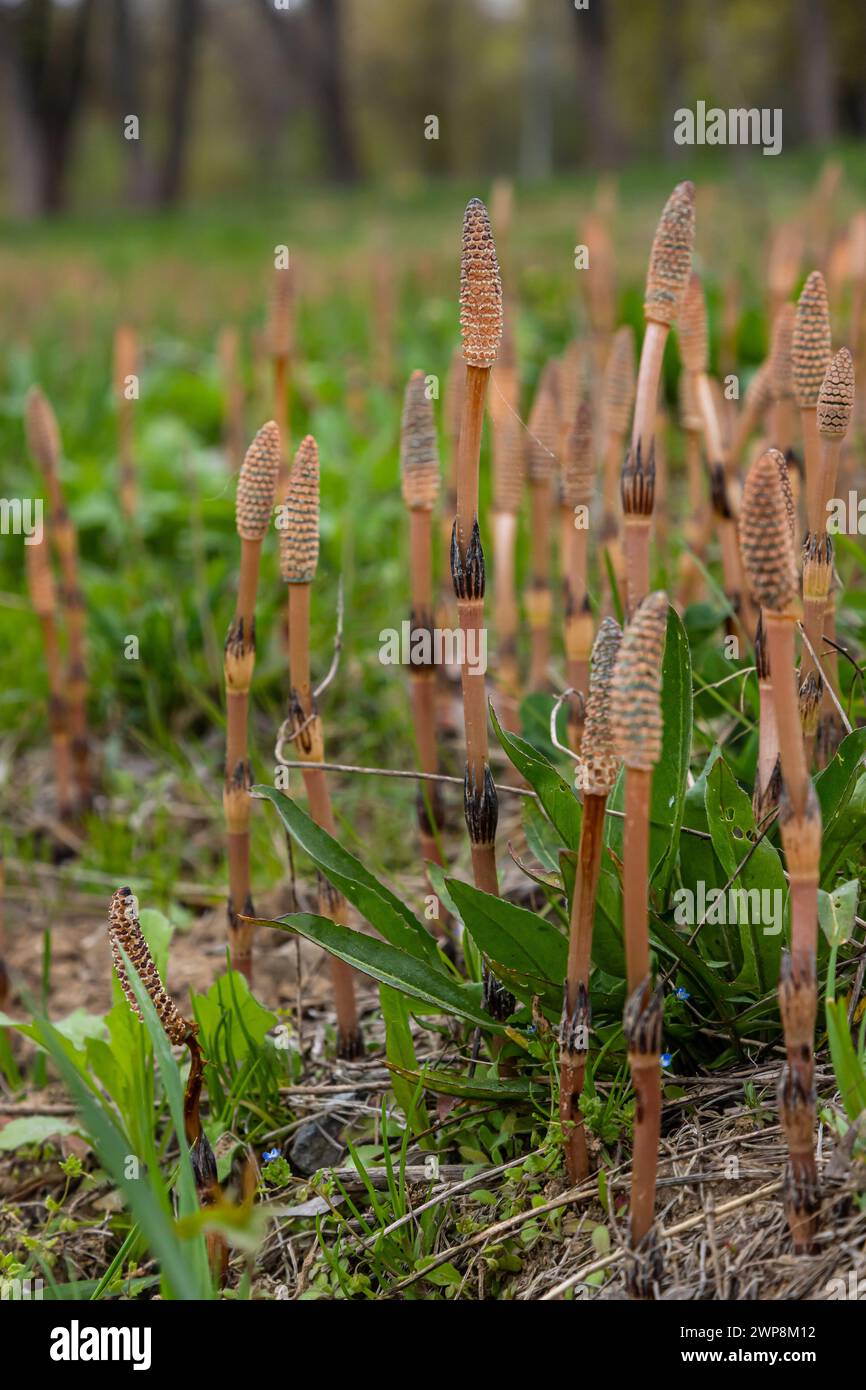 Equisetum arvense, the field horsetail or common horsetail, is an ...
