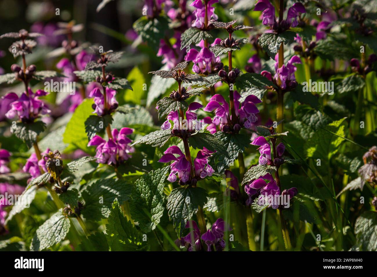Deaf nettle blooming in a forest, Lamium purpureum. Spring purple ...