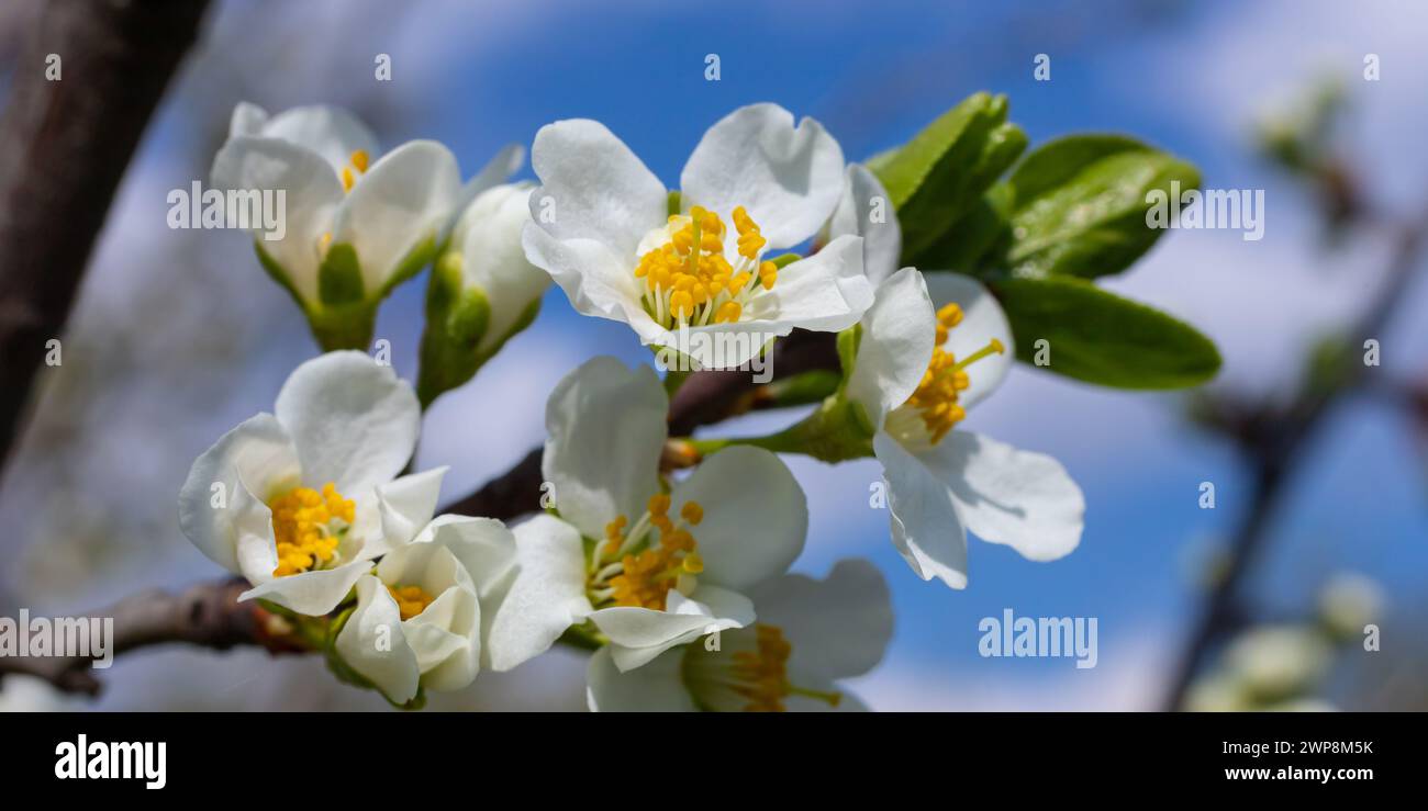 Selective focus of beautiful branches of plum blossoms on the tree ...