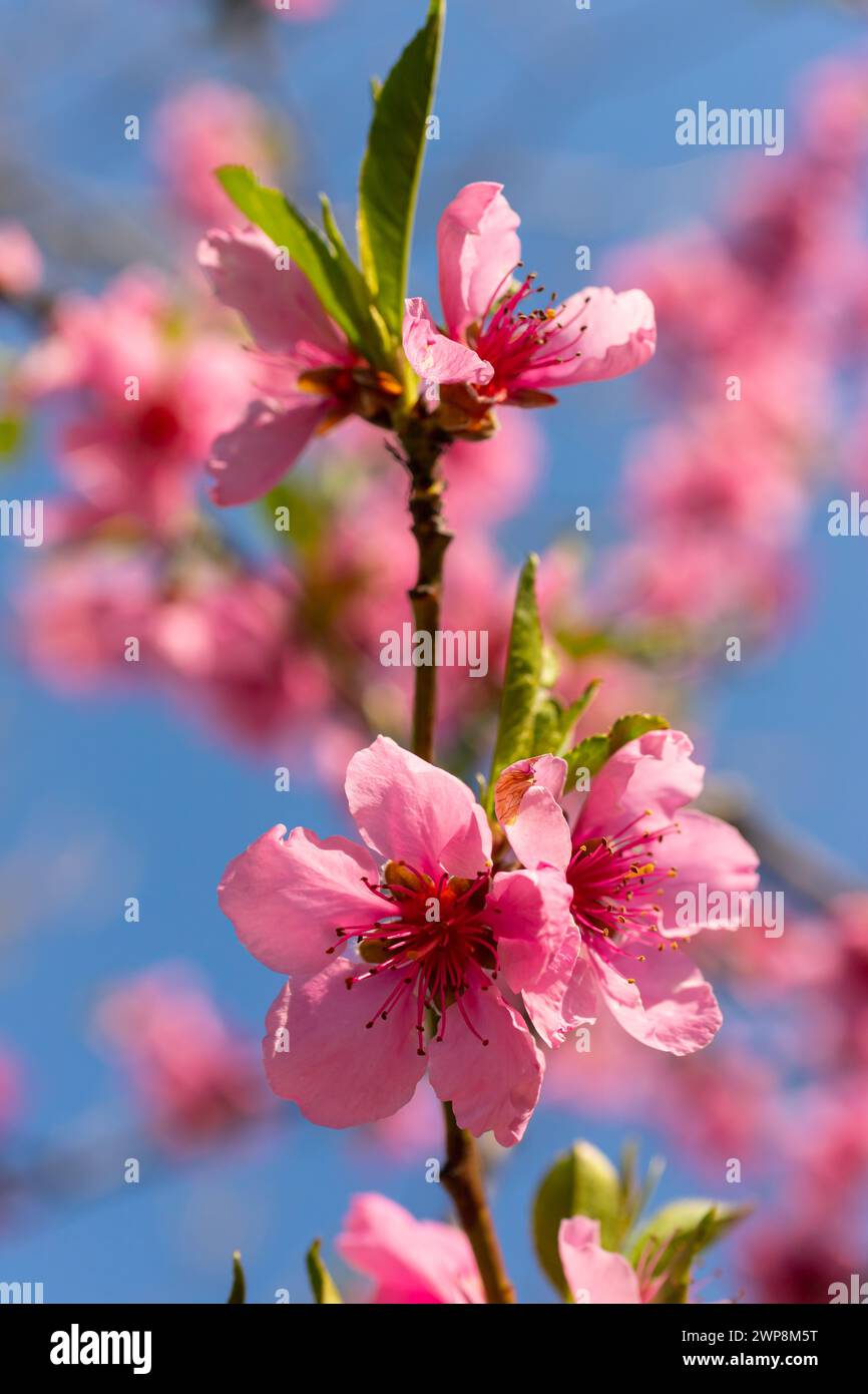 Peach tree, blurred background. Blooming tree in spring with pink ...