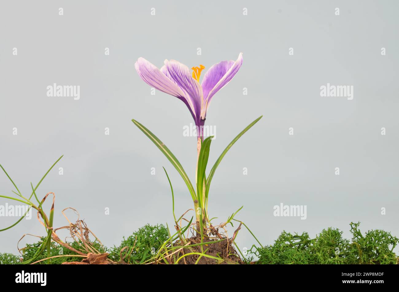 First spring crocus flower hi-res stock photography and images - Alamy