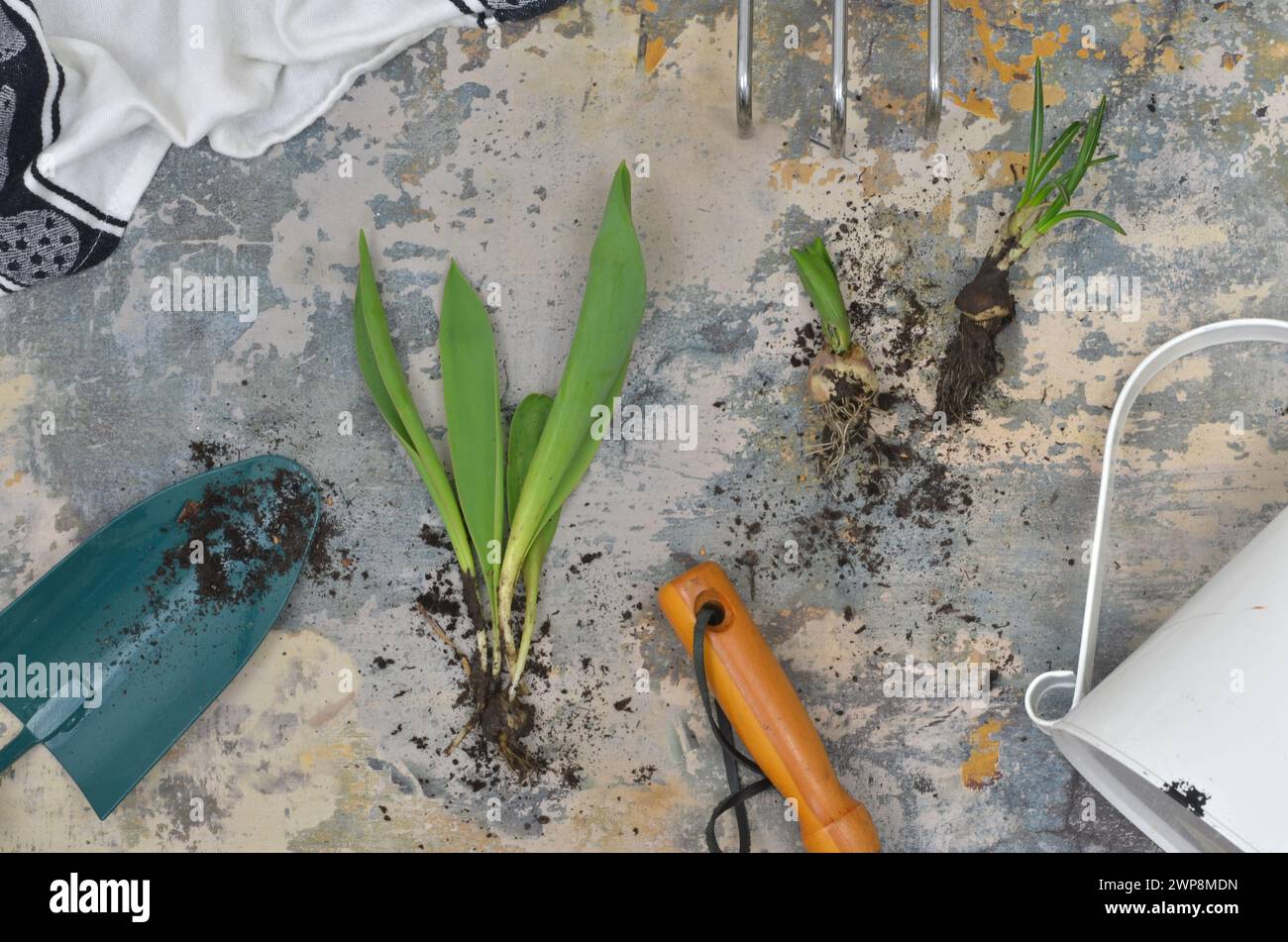 Simple things: hobby, gardening - seedlings, gardening tools, watering ...