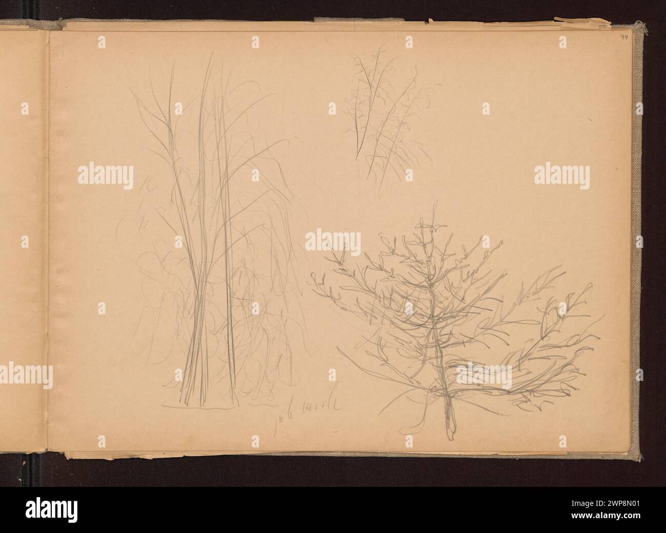 1900-1904 sketches of trees by Ferdynand Ruszczyc showing different ...