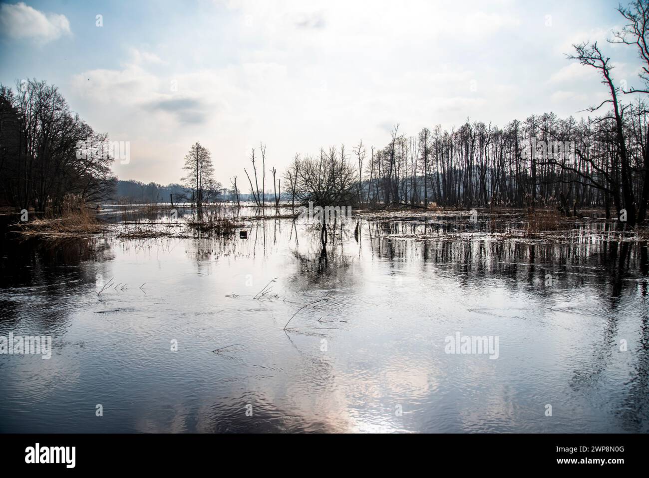Flooded forests and fields, flooding in the natural landscape Stock ...