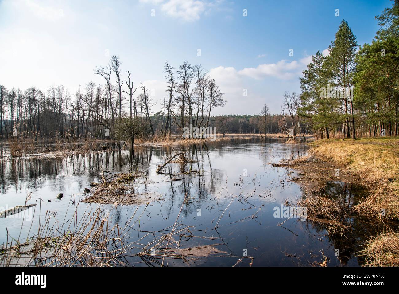 Flooded forests and fields, flooding in the natural landscape Stock ...