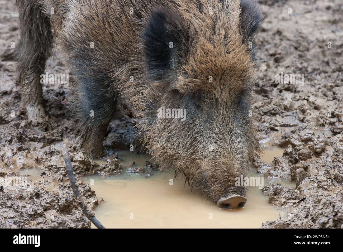 A wild boar drinks at the wallow. It enjoys the moment of refreshing ...