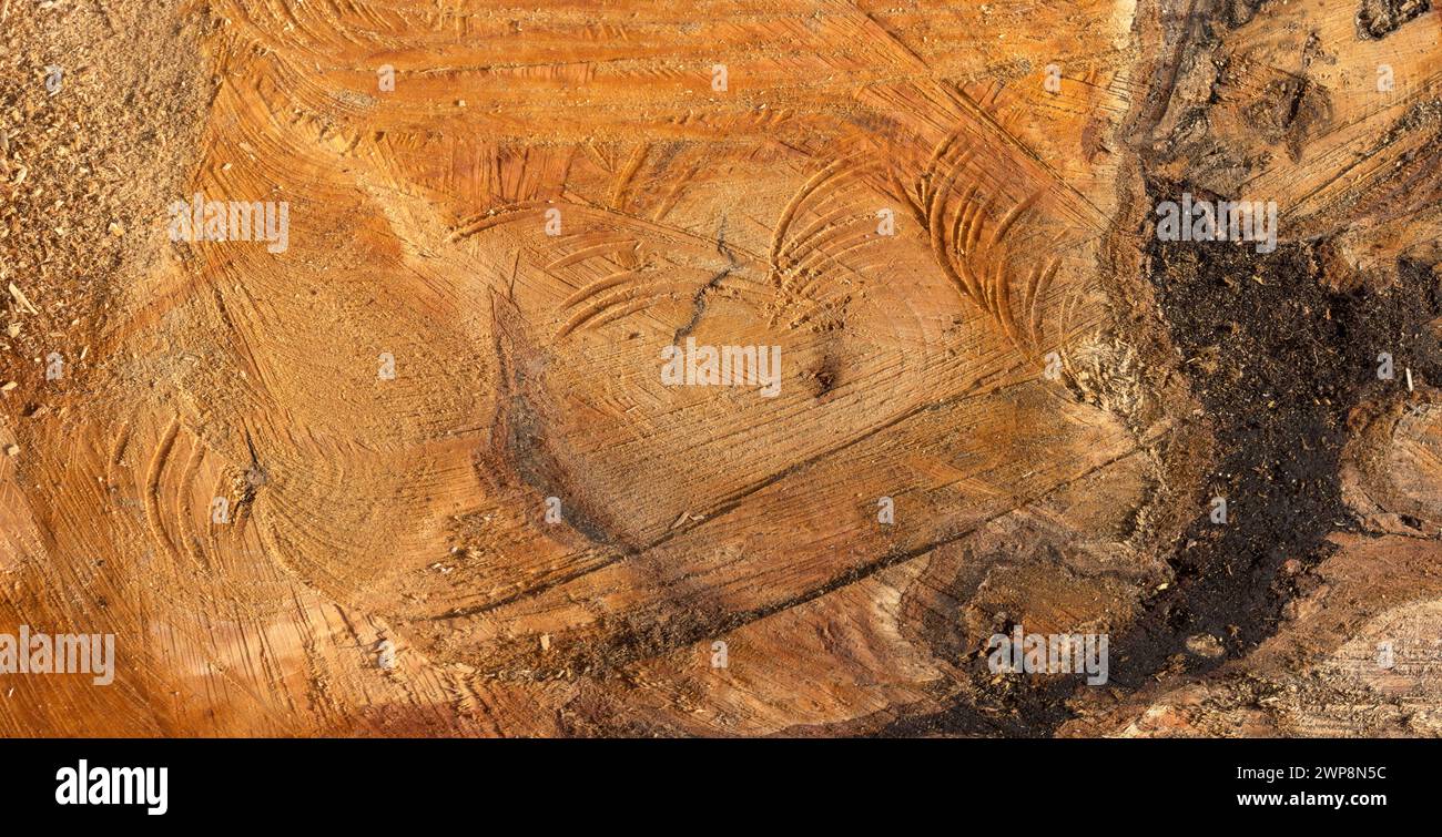 The cut surface of the felled tree reveals dark yellow wood, streaked ...