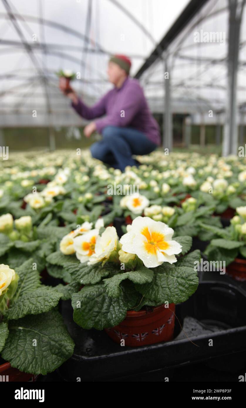 28/01/13 Despatch Team Leader, Nancy Kantymir, 43, inspects one of 130 ...