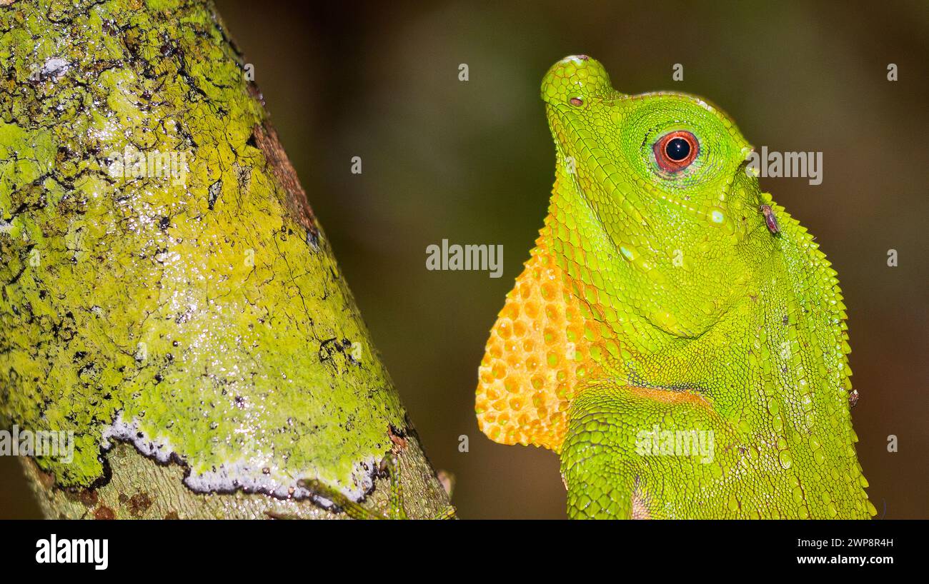 Hump-nosed Lizard, Lyriocephalus scutatus, Sinharaja National Park Rain ...