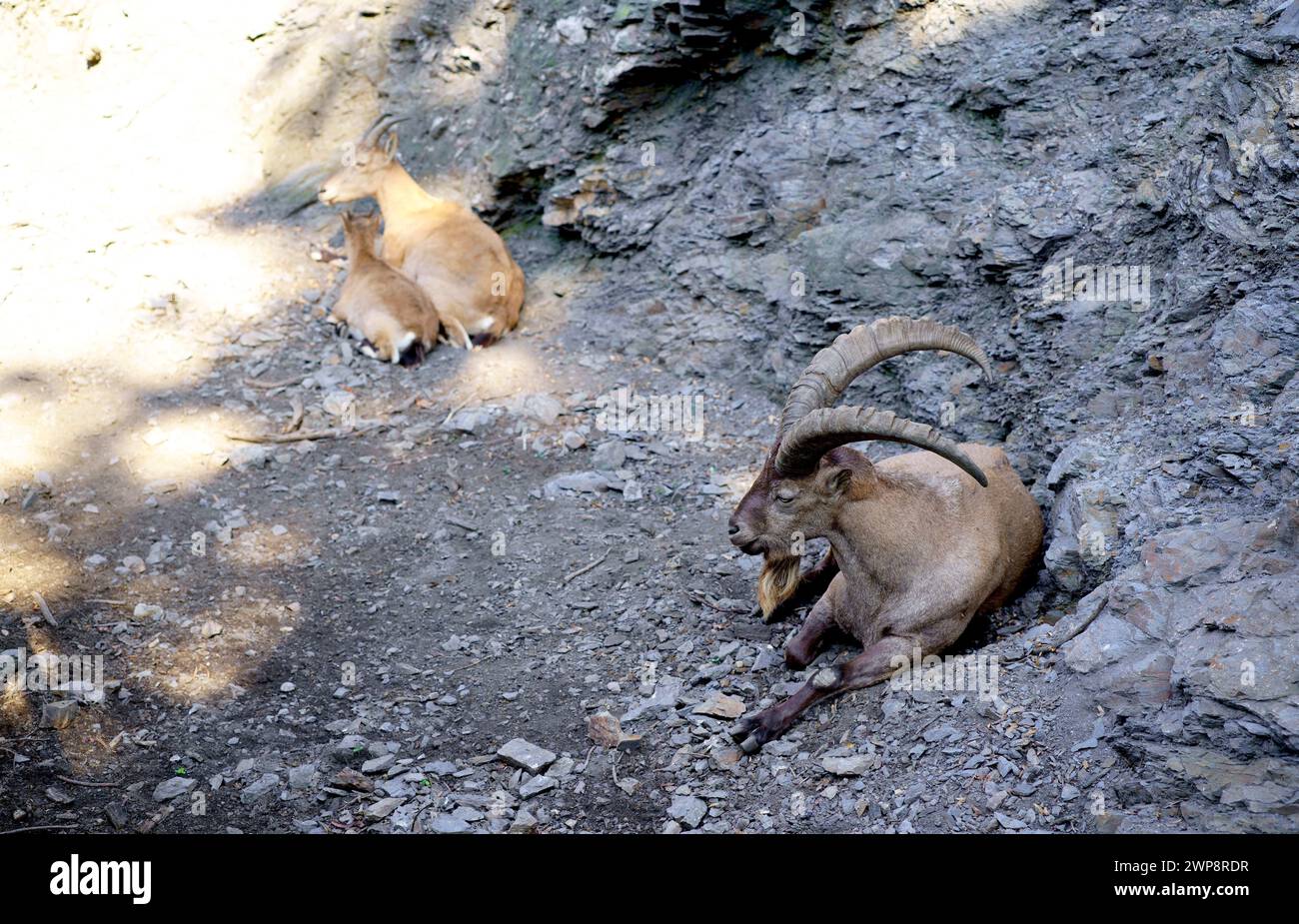 Rock Climbing Mountain Goats