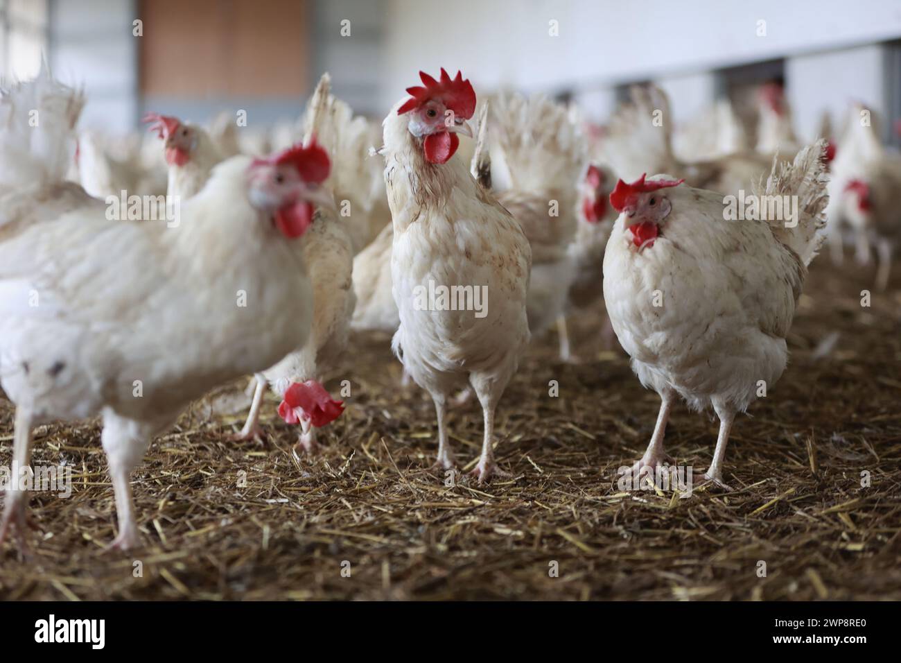 Cattenstedt, Germany. 06th Mar, 2024. Chickens stand in the weather ...