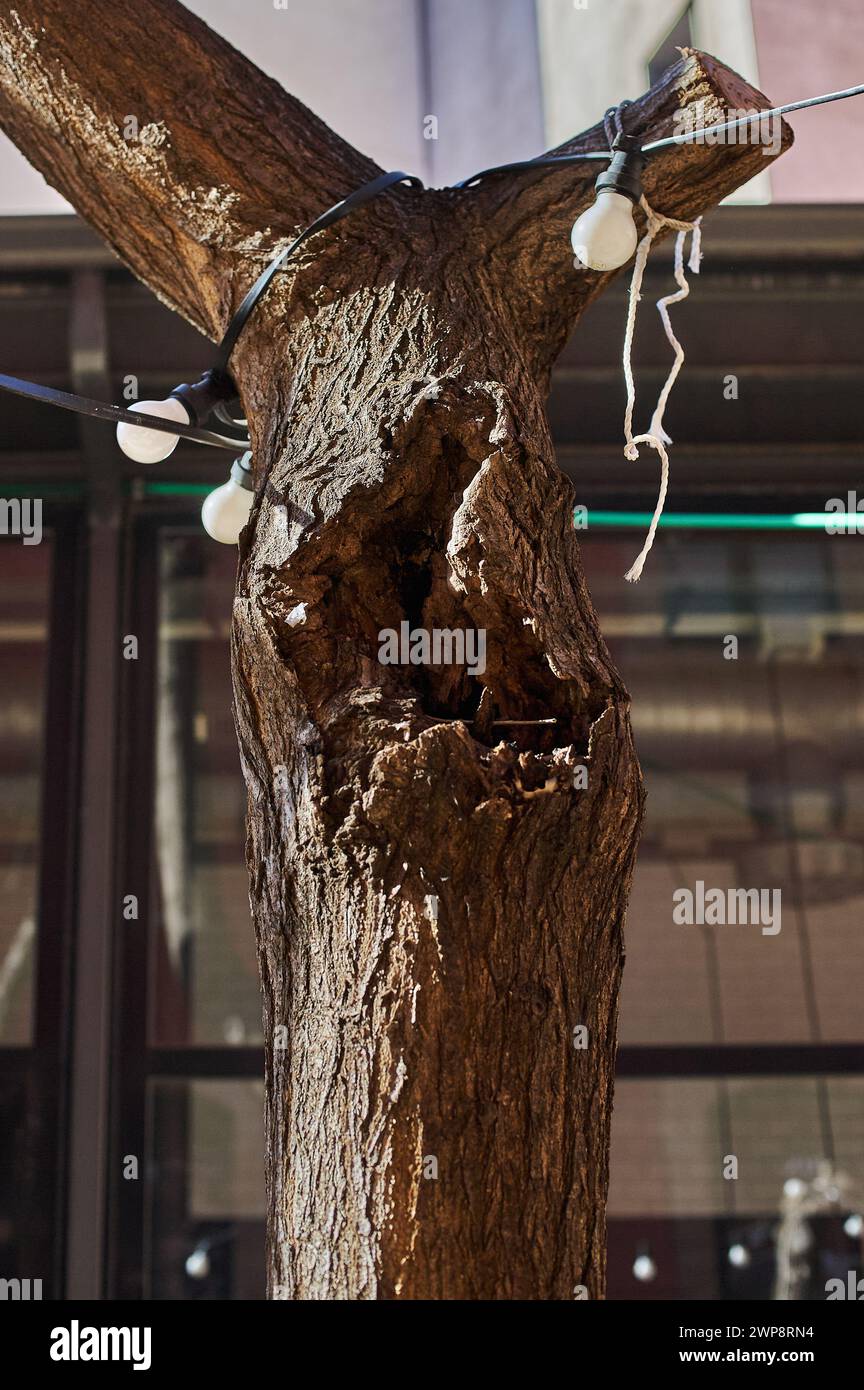 A sturdy tree with hanging lights, displaying a charming mix of nature ...