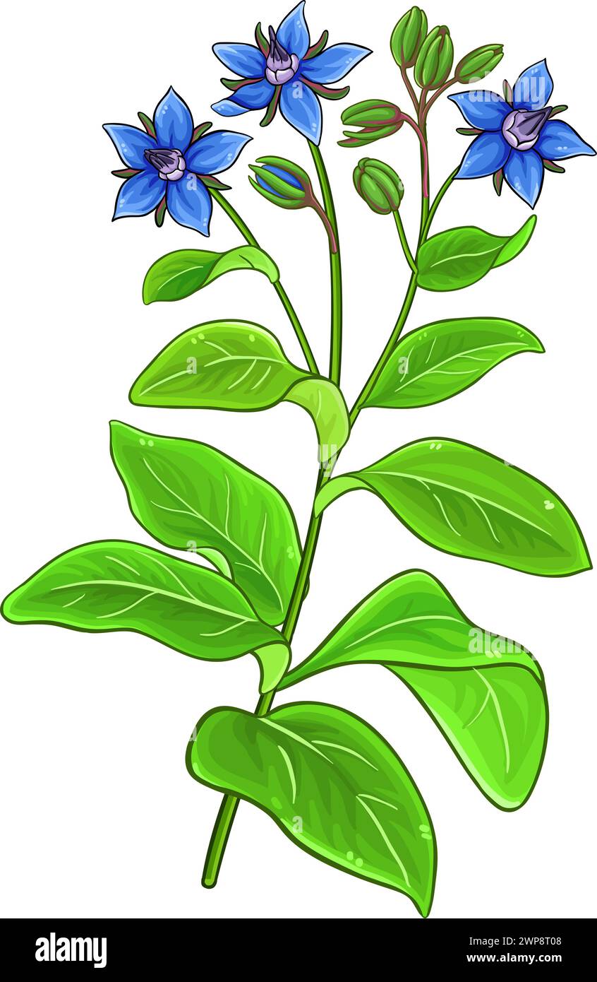 Borage Plant Colored Detailed Illustration Stock Vector Image & Art - Alamy