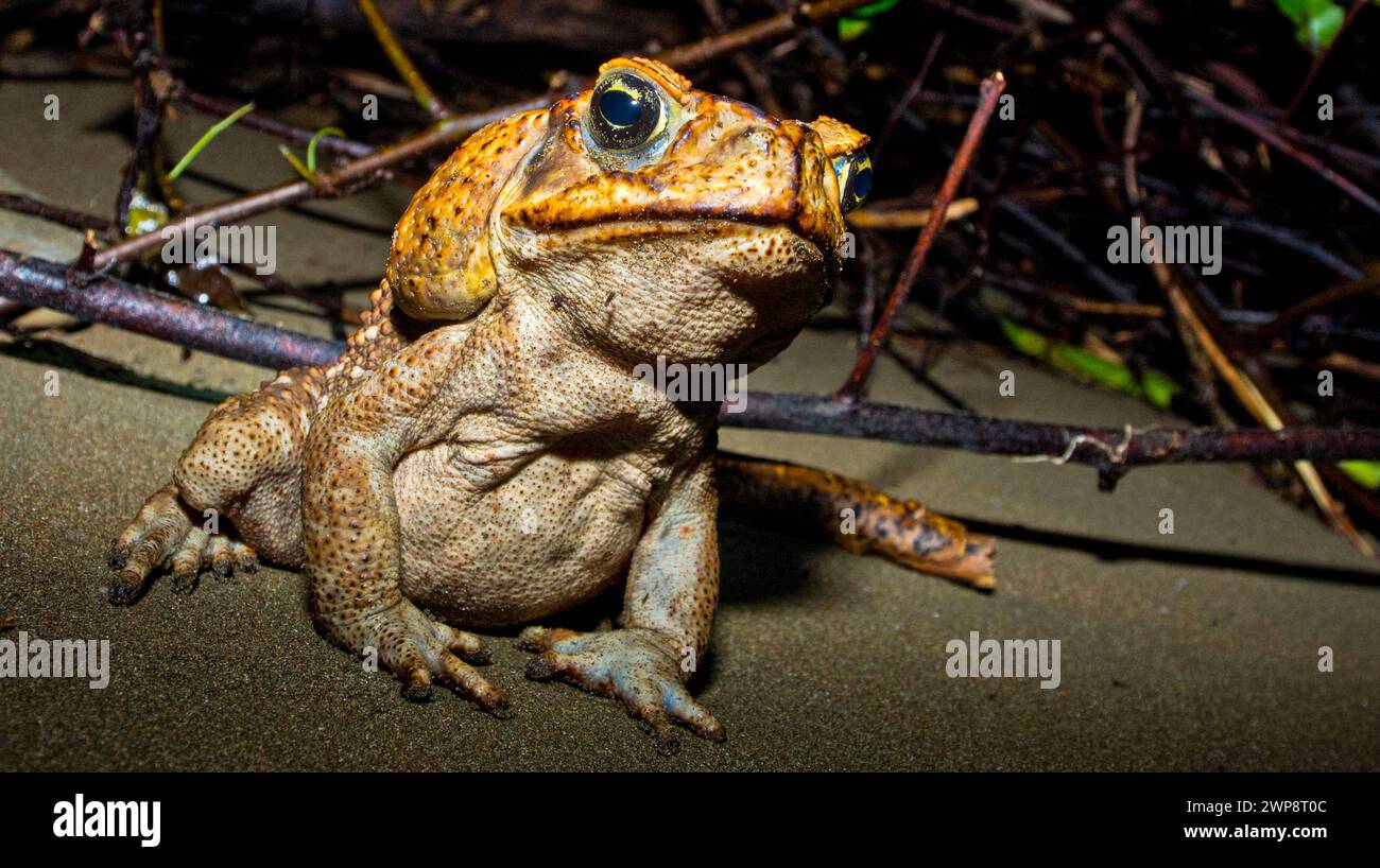 Cane Toad, Giant Neotropical Toad, Marine Toad, Rhinella marina, Marino ...