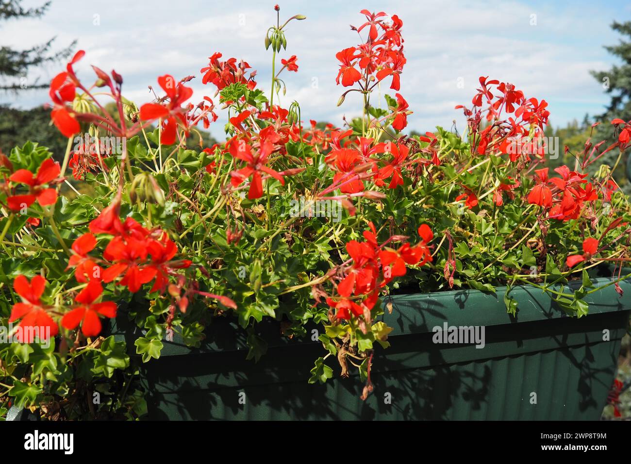 Blooming red ivy geranium pelargonium in the vertical design of ...