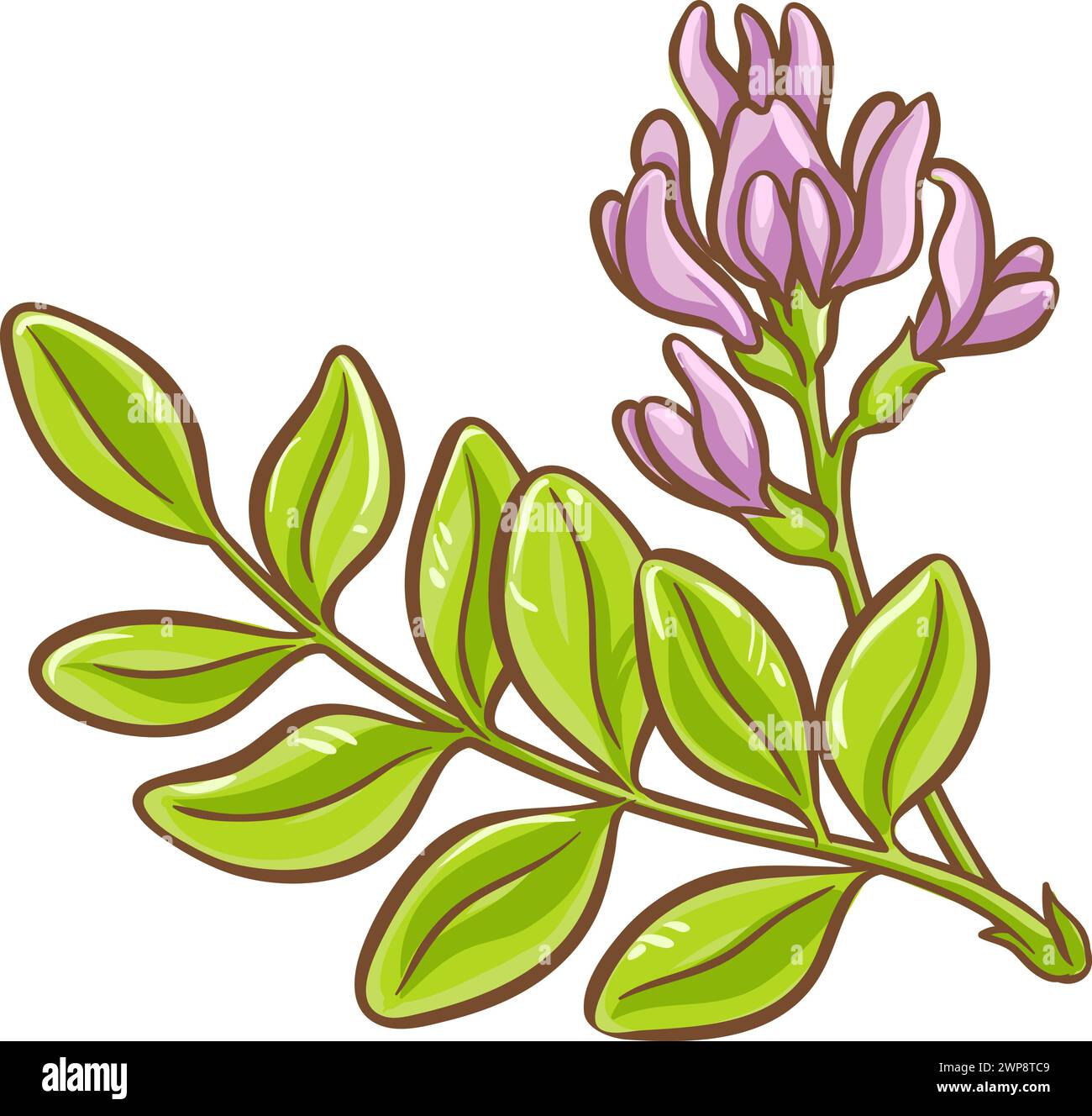 Astragalus Plant with Flowers Colored Illustration Stock Vector Image ...