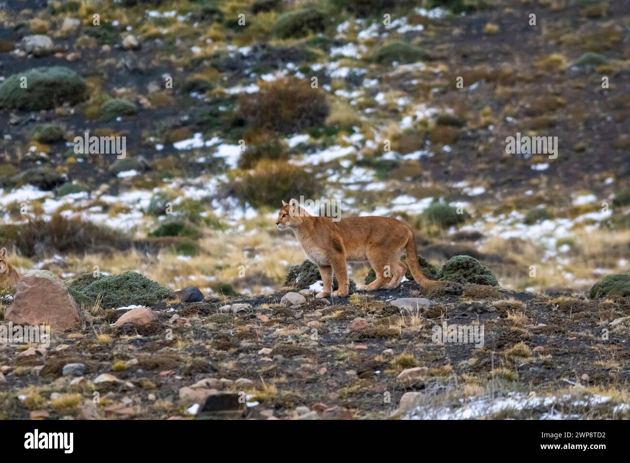Puma walking in mountain environment, Torres del Paine National Park ...