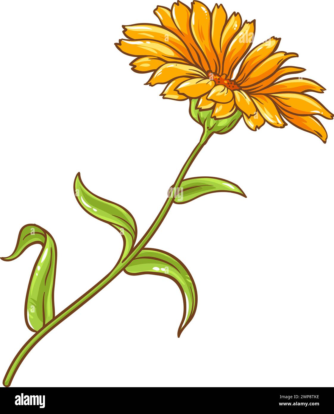 Calendula Plant with Flower Colored Illustration Stock Vector Image ...