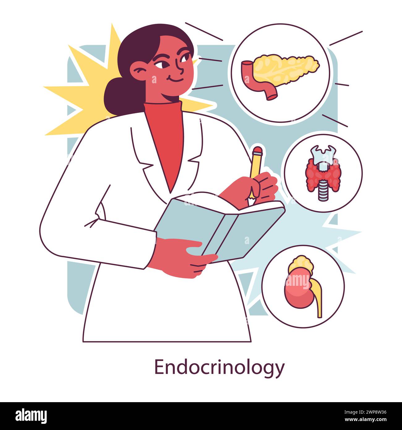 Endocrinology. Endocrine system organs, pancreas thyroid gland ...